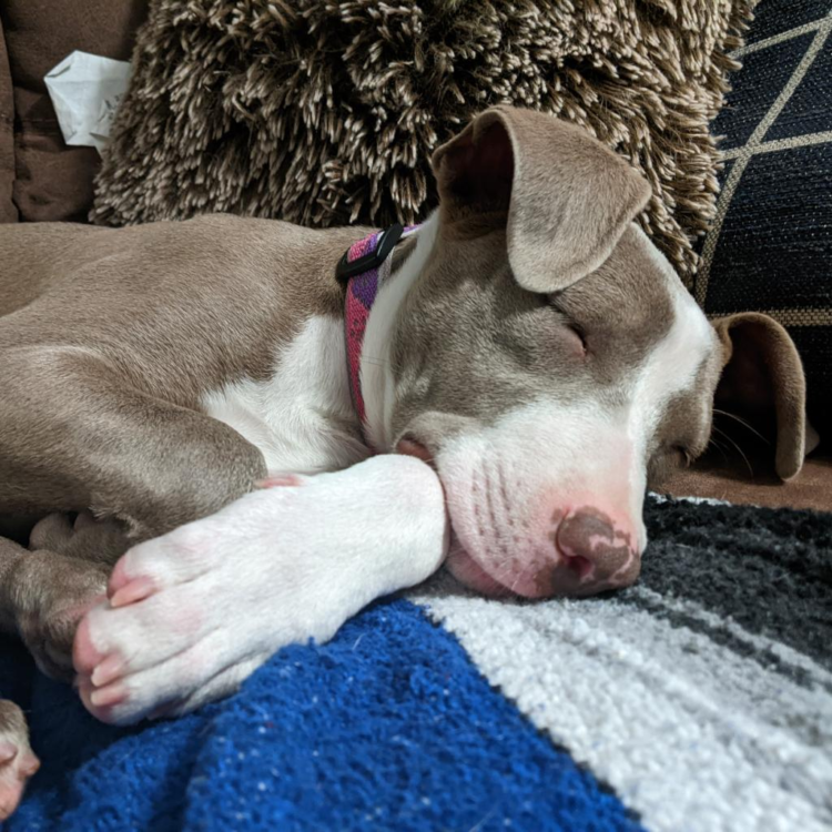 Austin Pets Alive! | Shea Butter