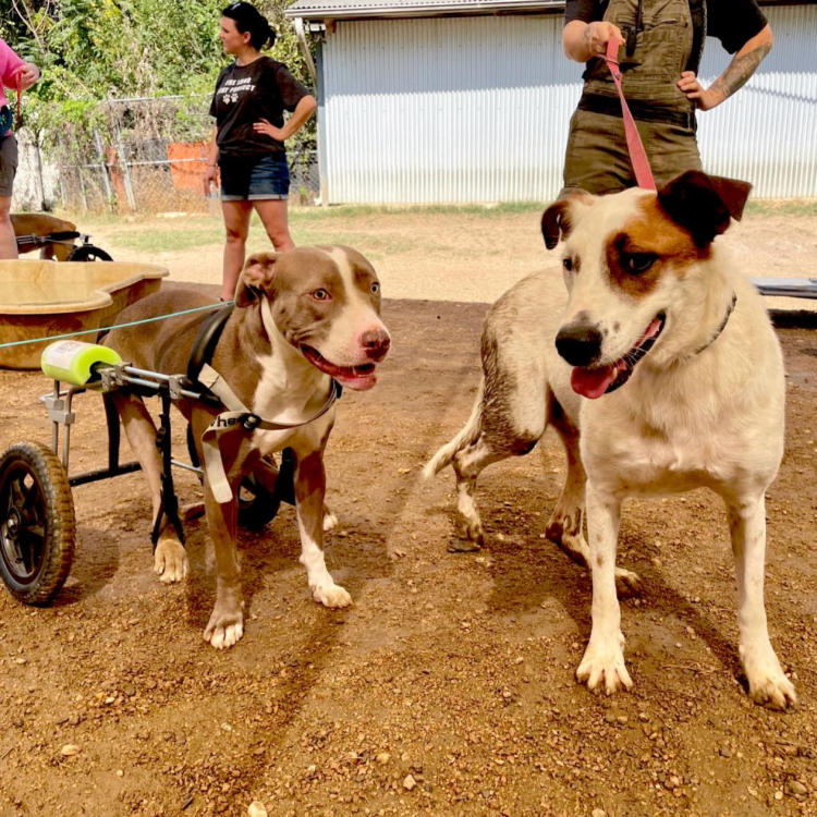 Austin Pets Alive! | Shea Butter