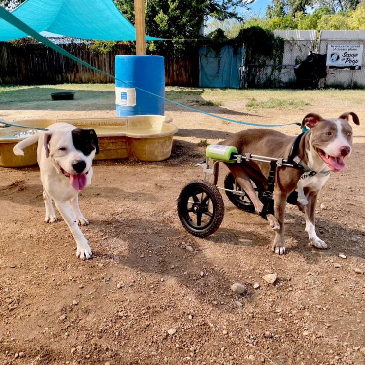 Austin Pets Alive! | Shea Butter