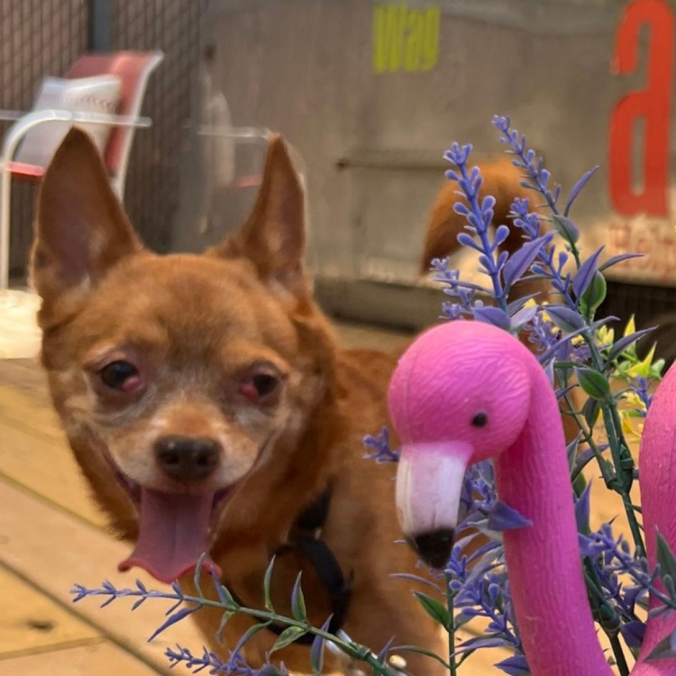 Austin Pets Alive! | Raul Hayes