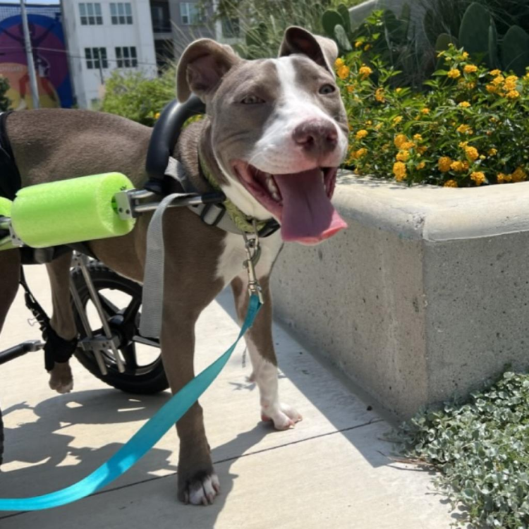 Austin Pets Alive! | Shea Butter