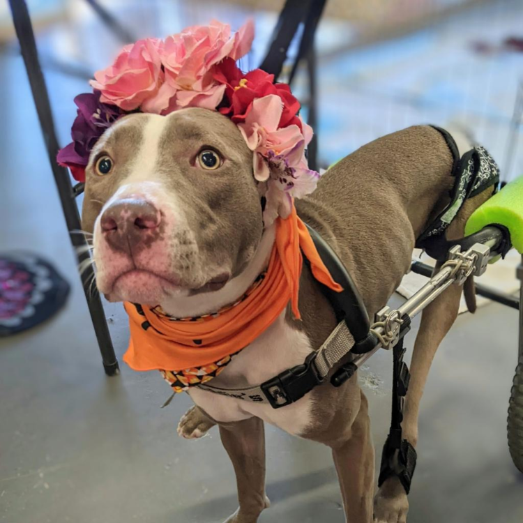 Austin Pets Alive! | Shea Butter