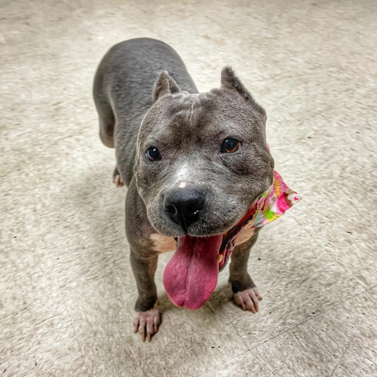Austin Pets Alive! | Moonlight
