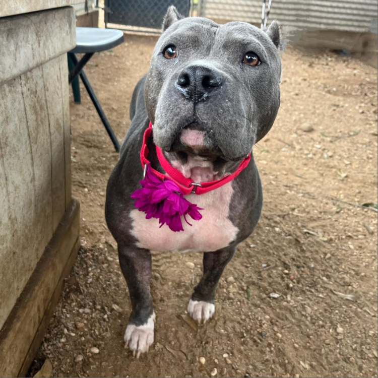 Austin Pets Alive! | Moonlight