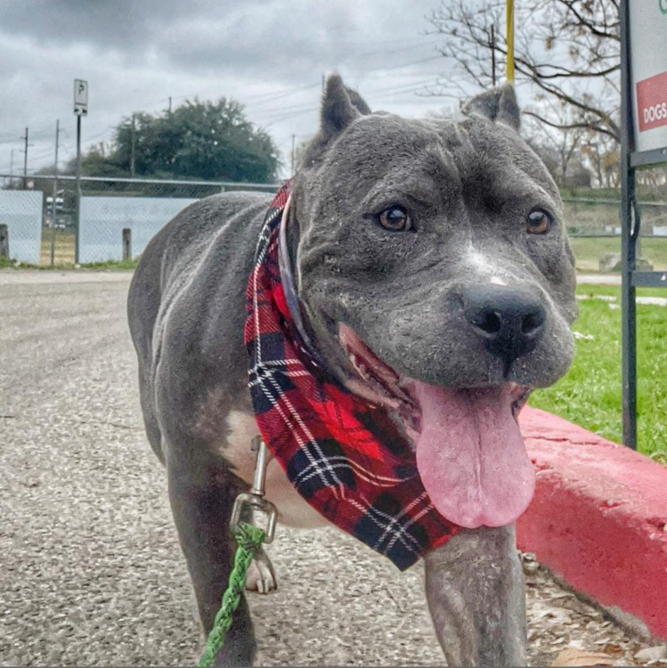 Austin Pets Alive! | Moonlight