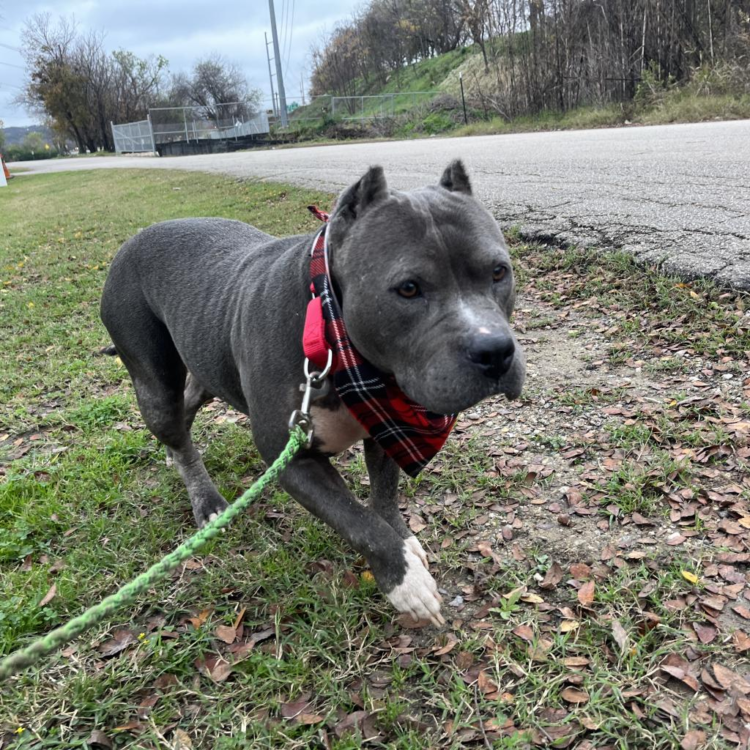 Austin Pets Alive! | Moonlight