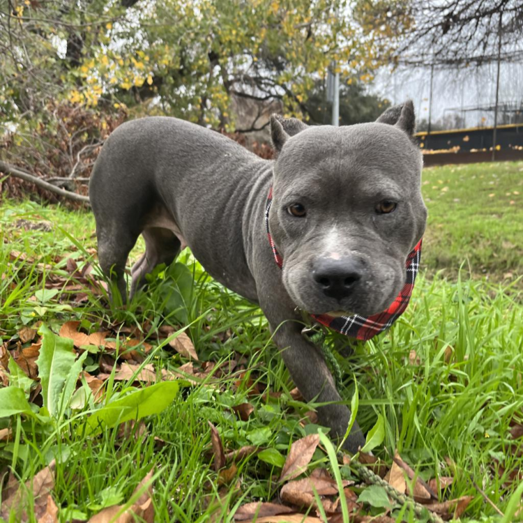 Austin Pets Alive! | Moonlight