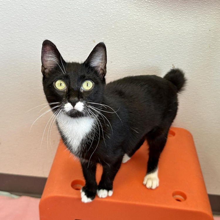 Austin Pets Alive! | Lambinator