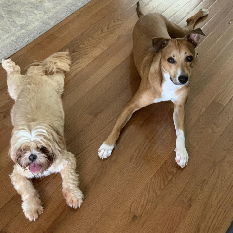 Austin Pets Alive! | Princess Daisy