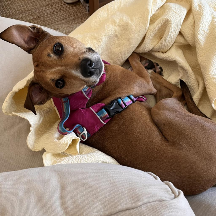 Austin Pets Alive! | Princess Daisy