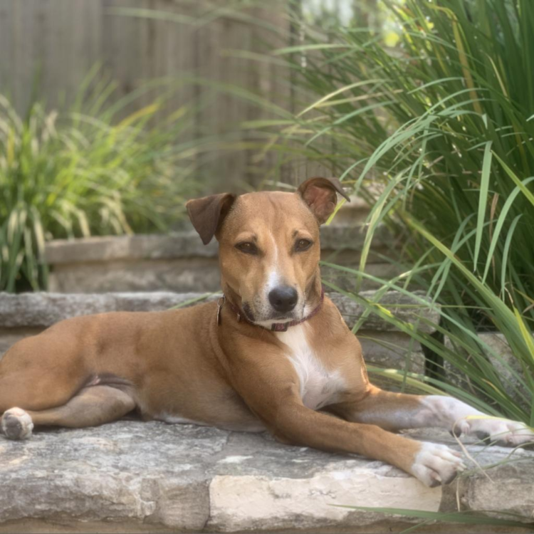 Austin Pets Alive! | Princess Daisy