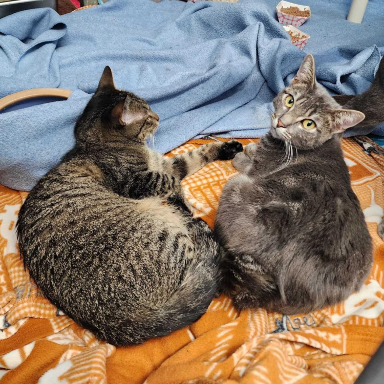 Austin Pets Alive! | Usagi 3
