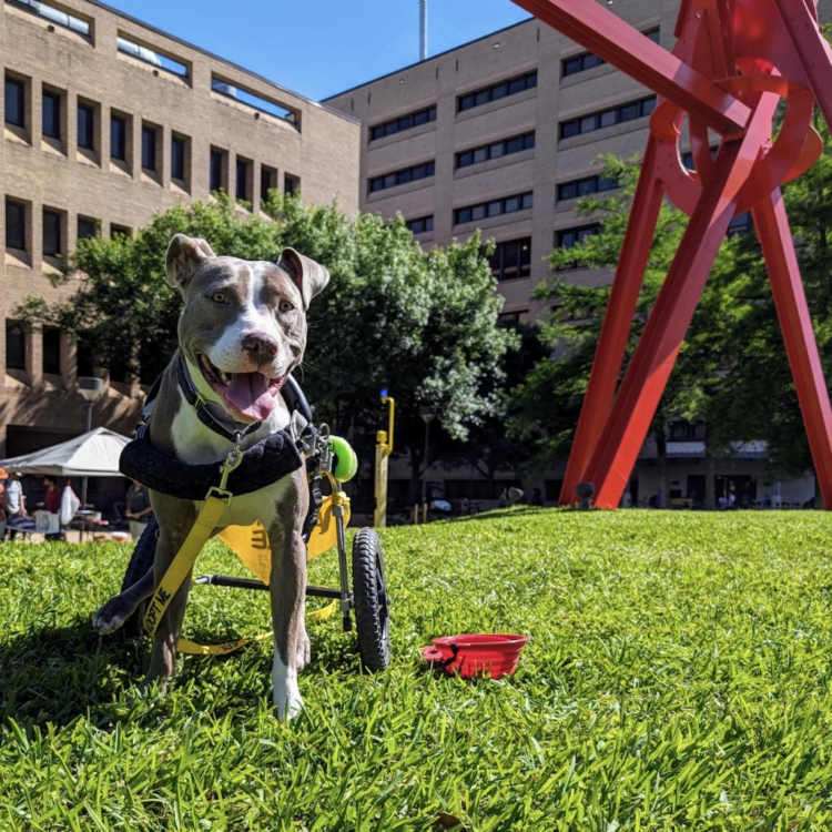 Austin Pets Alive! | Shea Butter