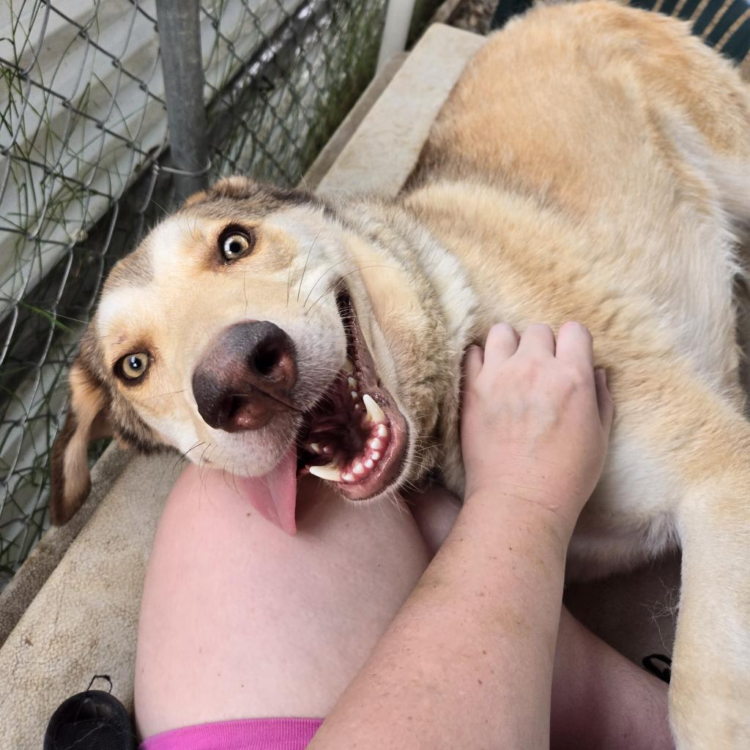 Austin Pets Alive! | Neo