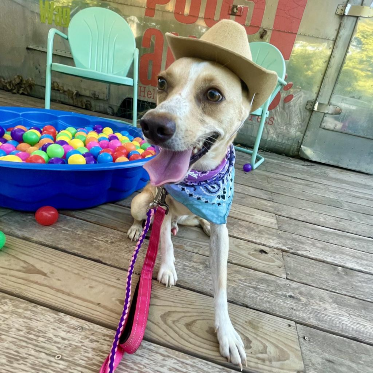 Austin Pets Alive! | Henry