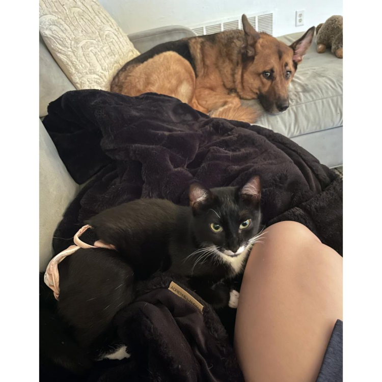 Austin Pets Alive! | Lambinator