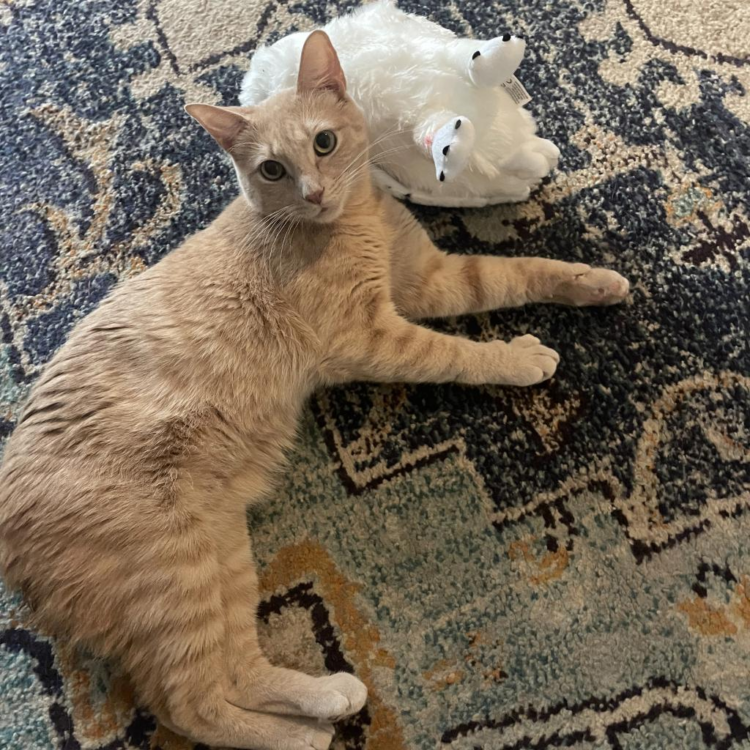 Austin Pets Alive! | Manx for the Memories