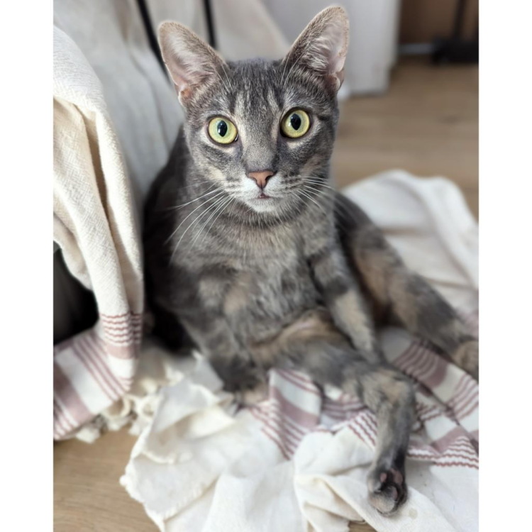 Austin Pets Alive! | Usagi 3