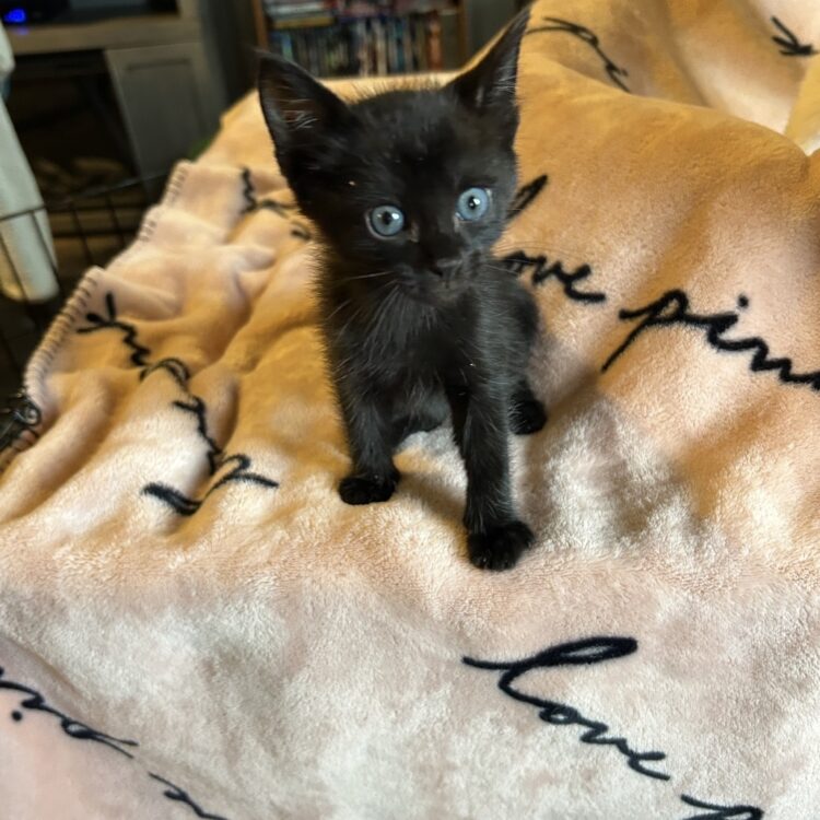 Austin Pets Alive! | Elizabeth Proctor