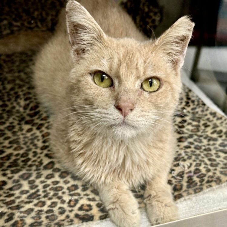 Austin Pets Alive! | Gare Bear