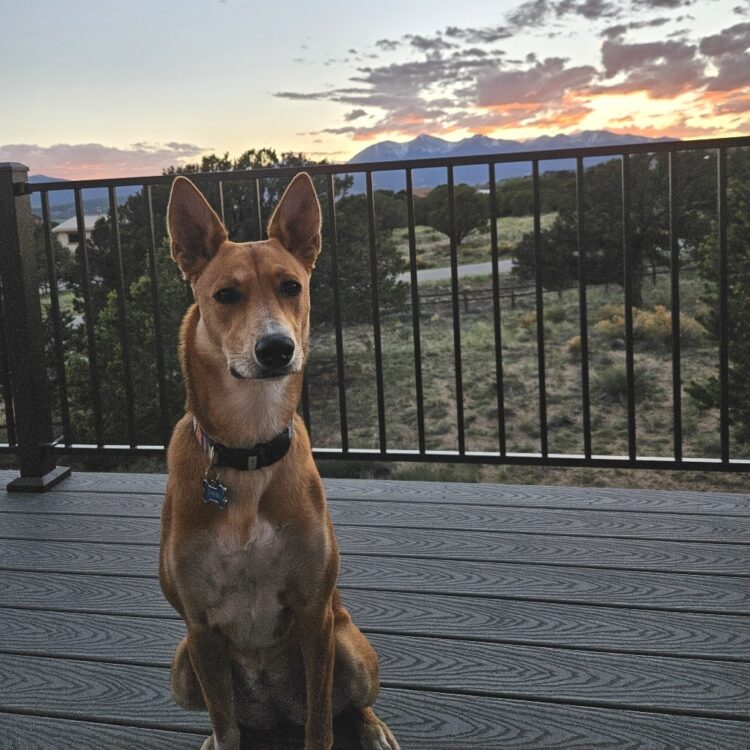 Austin Pets Alive! | Spiral Notebook