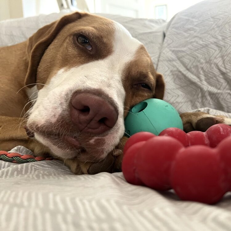 Austin Pets Alive! | Bandito