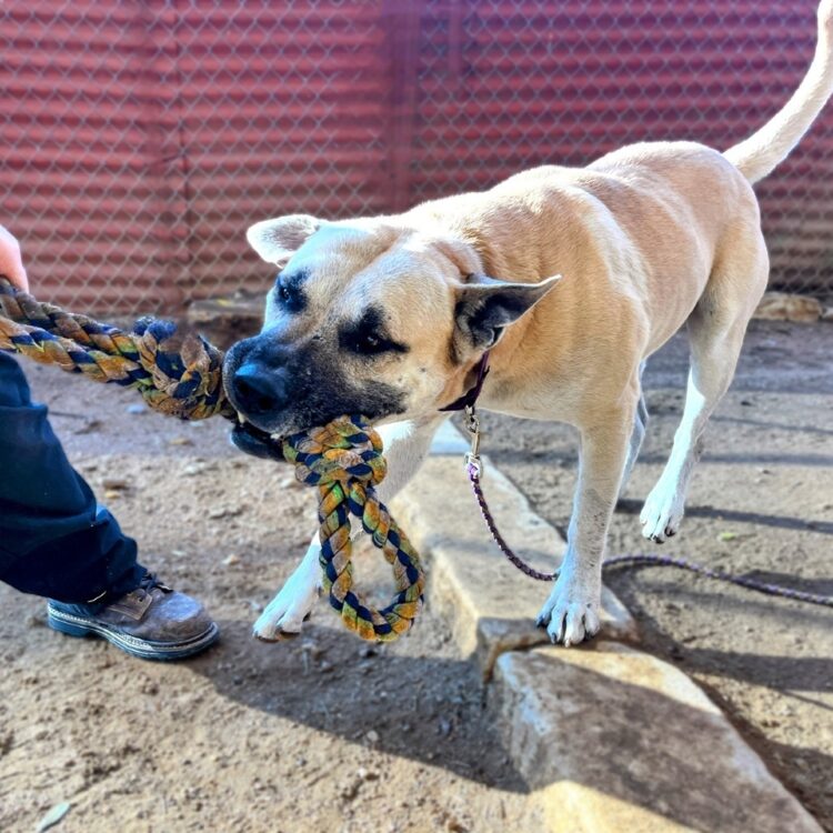 Austin Pets Alive! | Neko