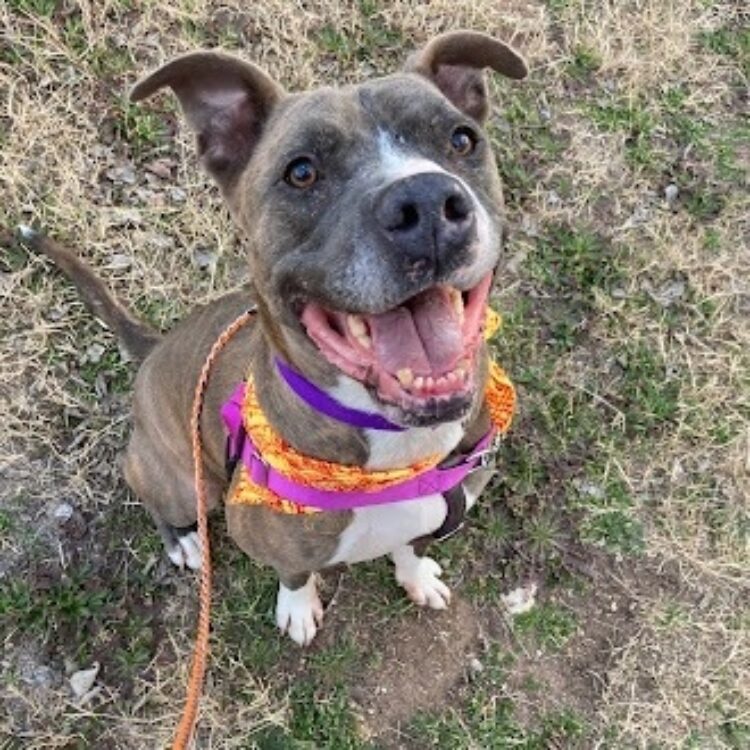 Austin Pets Alive! | Picasso
