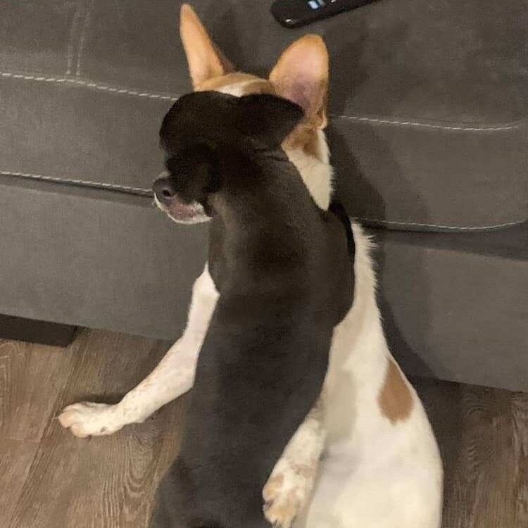 Austin Pets Alive! | Precious Gemmy