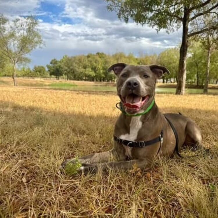 Austin Pets Alive! | Perry