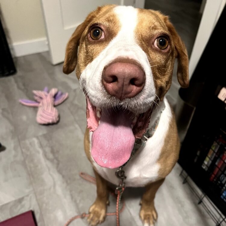 Austin Pets Alive! | Bandito