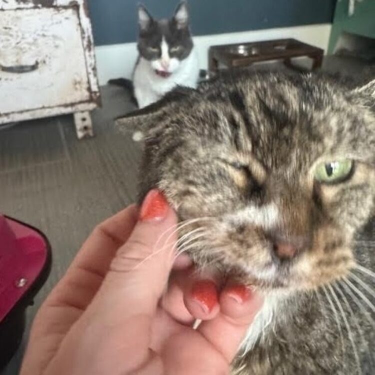 Austin Pets Alive! | Bacon Bit