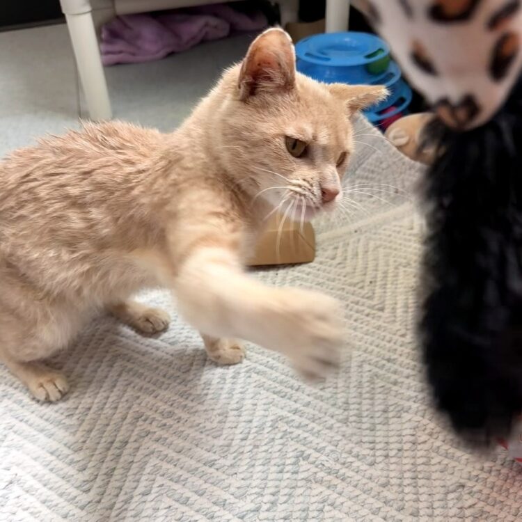 Austin Pets Alive! | Gare Bear