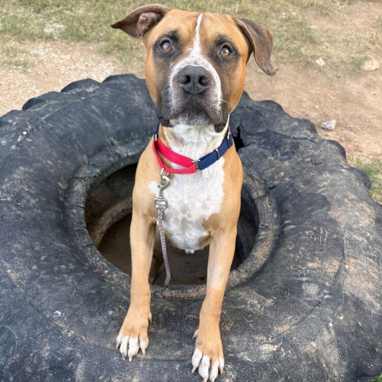 Austin Pets Alive! | Thor