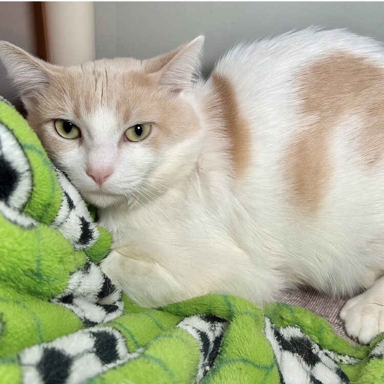 Austin Pets Alive! | Gerard