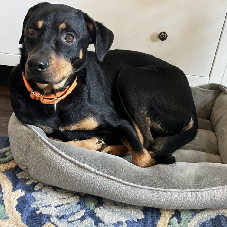 Austin Pets Alive! | Toaster