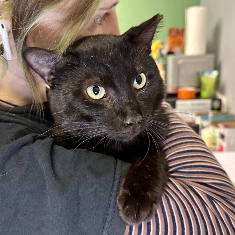 Austin Pets Alive! | Edgar Eduardo