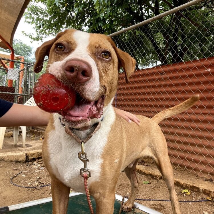 Austin Pets Alive! | Bandito