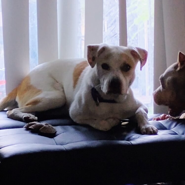 Austin Pets Alive! | Doja