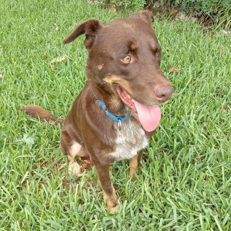 Austin Pets Alive! | Lobo Motion