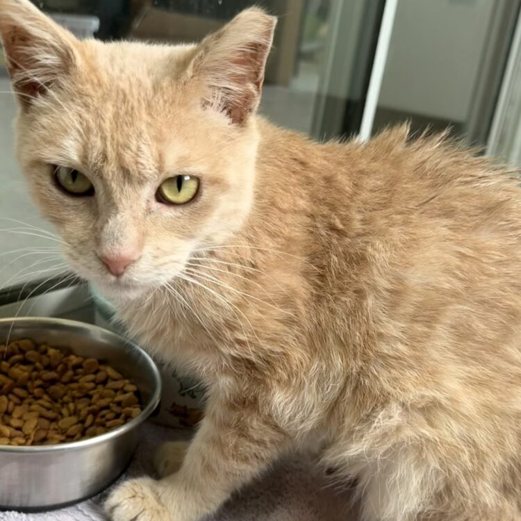 Austin Pets Alive! | Gare Bear