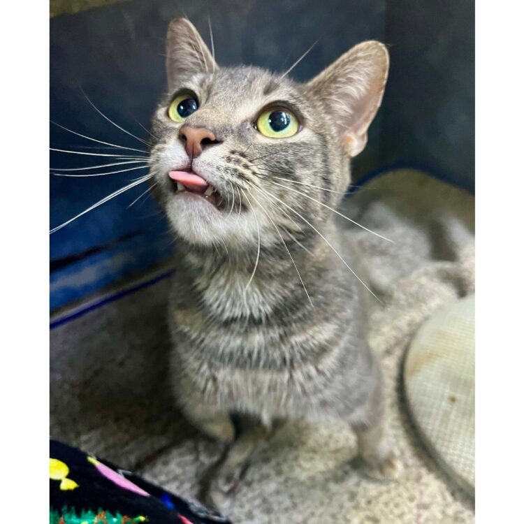 Austin Pets Alive! | Usagi 3