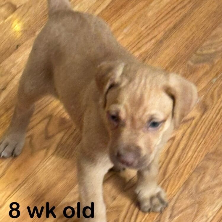 Austin Pets Alive! | Riley Sue