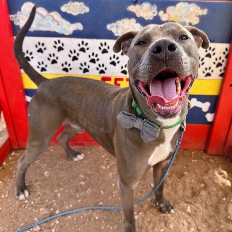 Austin Pets Alive! | Perry