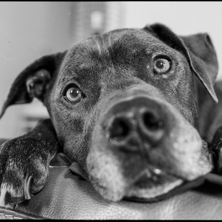 Austin Pets Alive! | Lambert