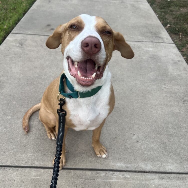 Austin Pets Alive! | Bandito