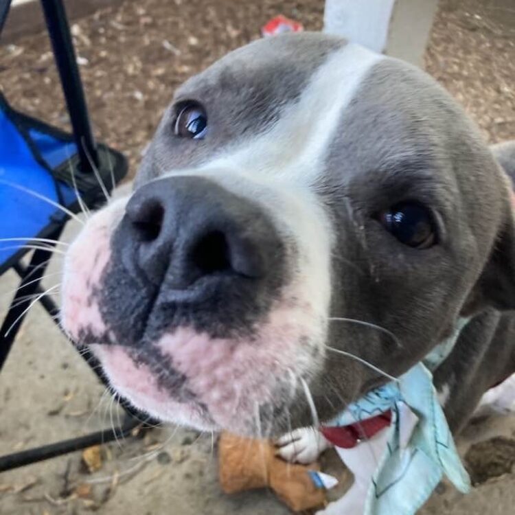 Austin Pets Alive! | Dobby