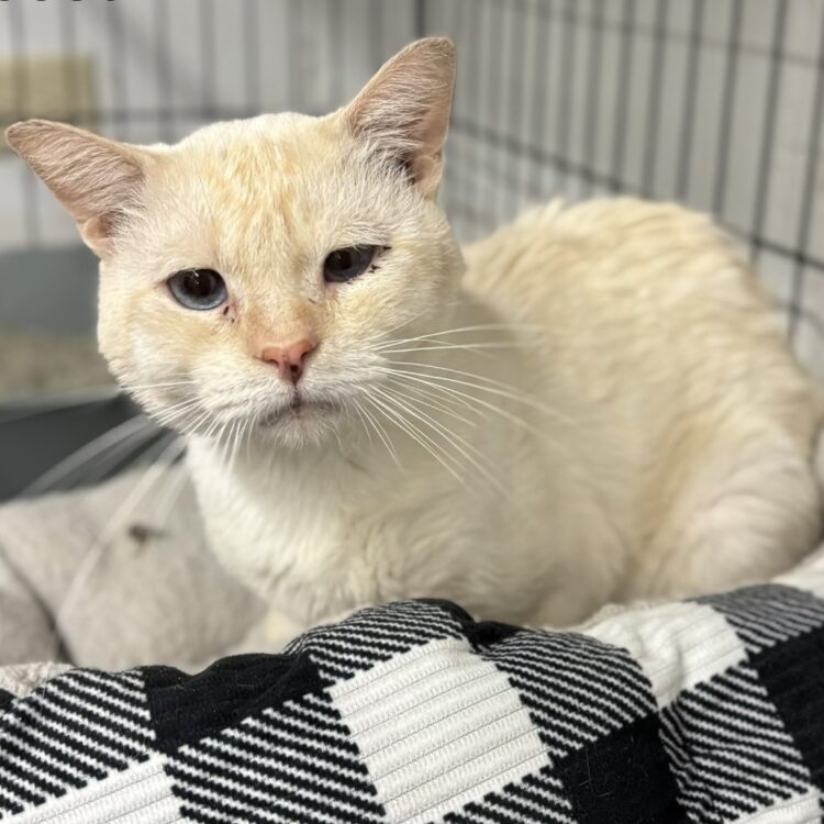 Austin Pets Alive! | South Goose