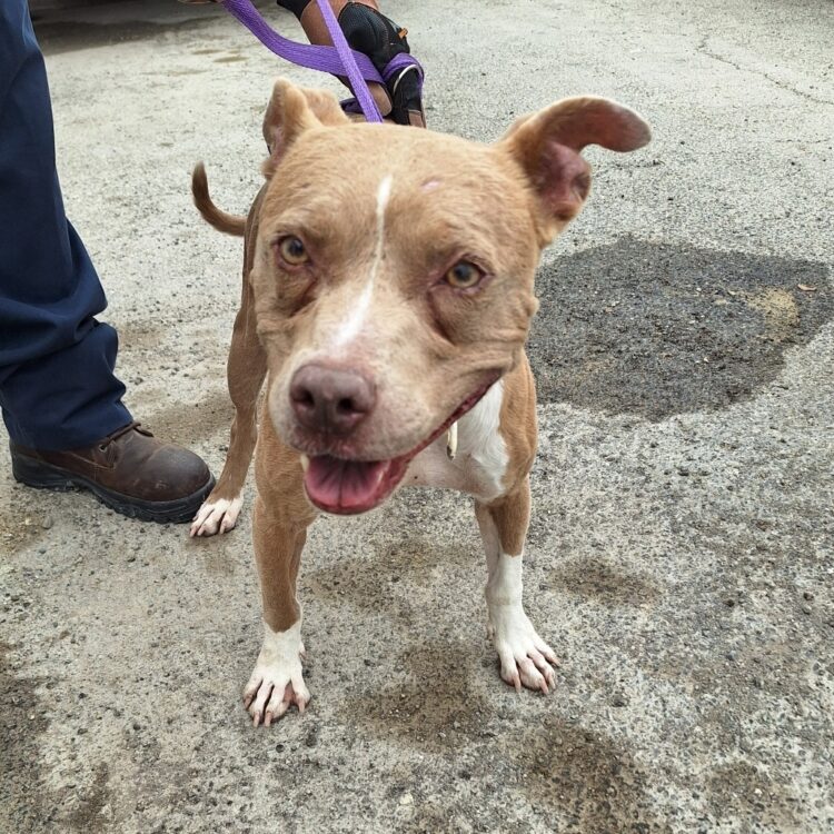 Austin Pets Alive! | Posey