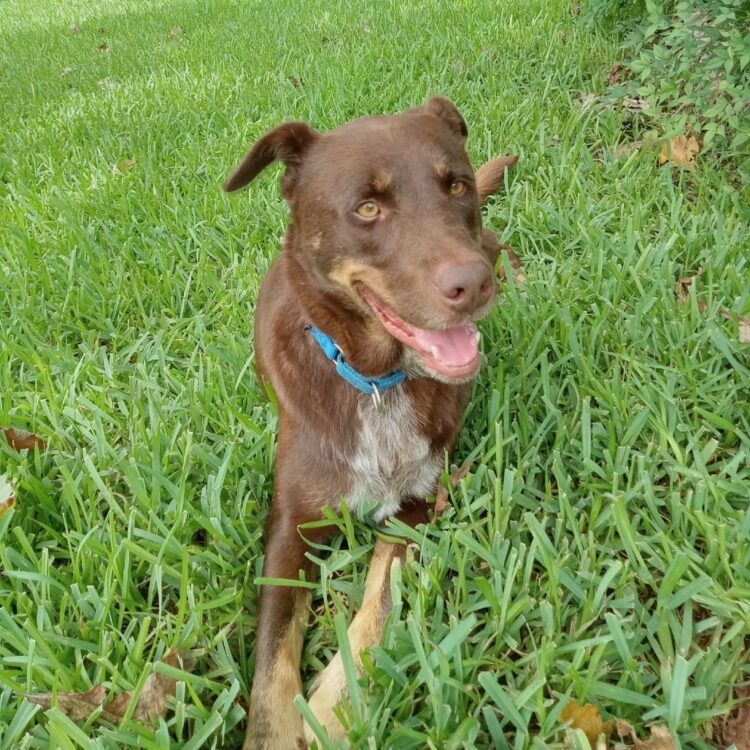Austin Pets Alive! | Lobo Motion